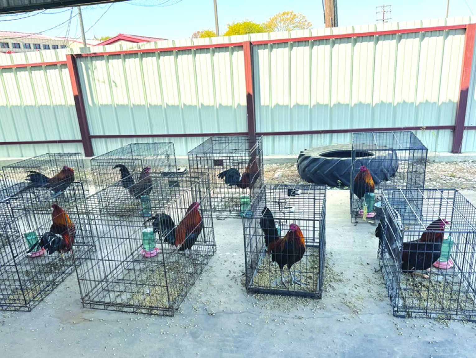 BCSO: cockfighting ring probe underway