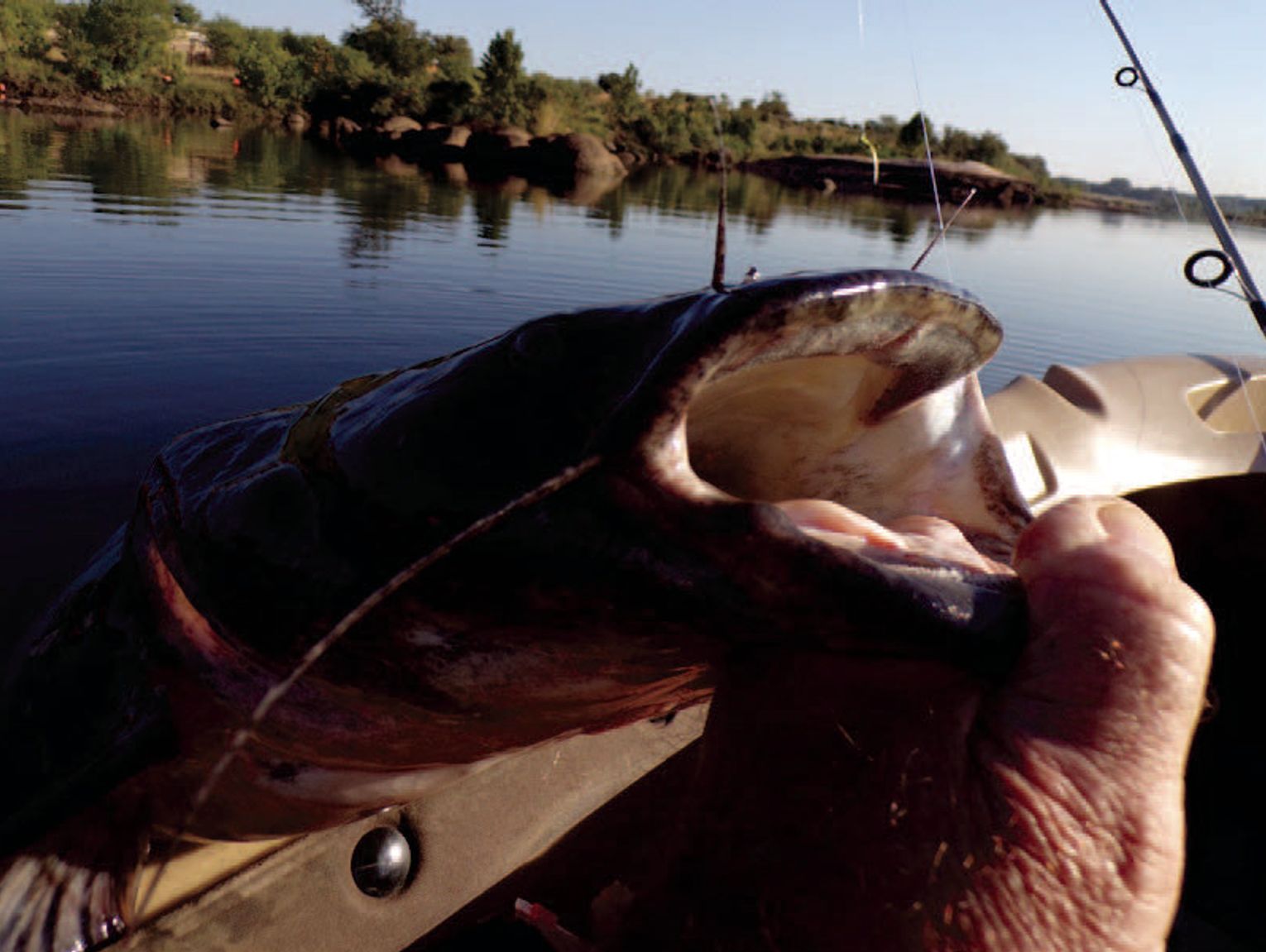 Kayaker nabs mighty ‘yellow cat’ on tiny jig