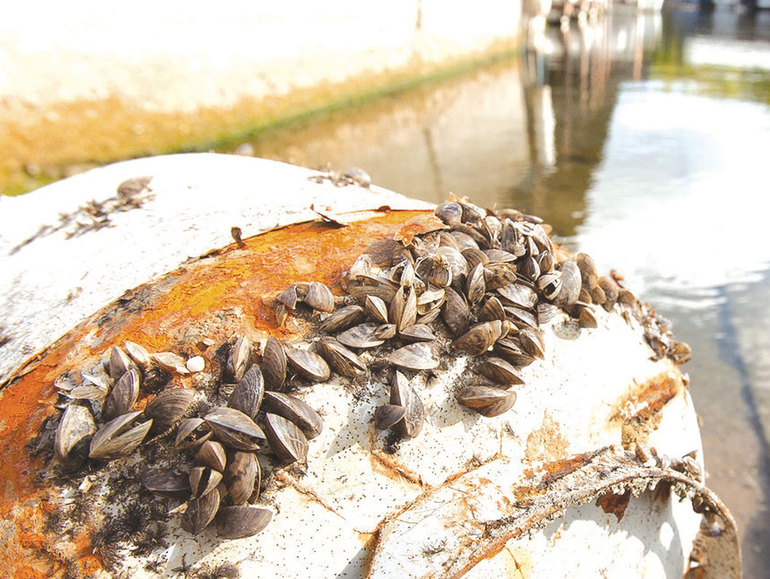 TPWD urges boaters to help halt spread of invasive species