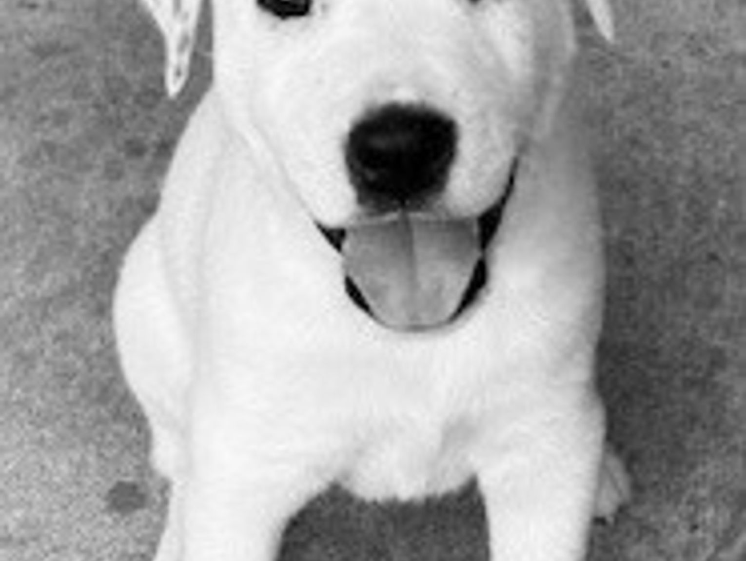 Volunteers load Fireplug Freeway on the road to rescue